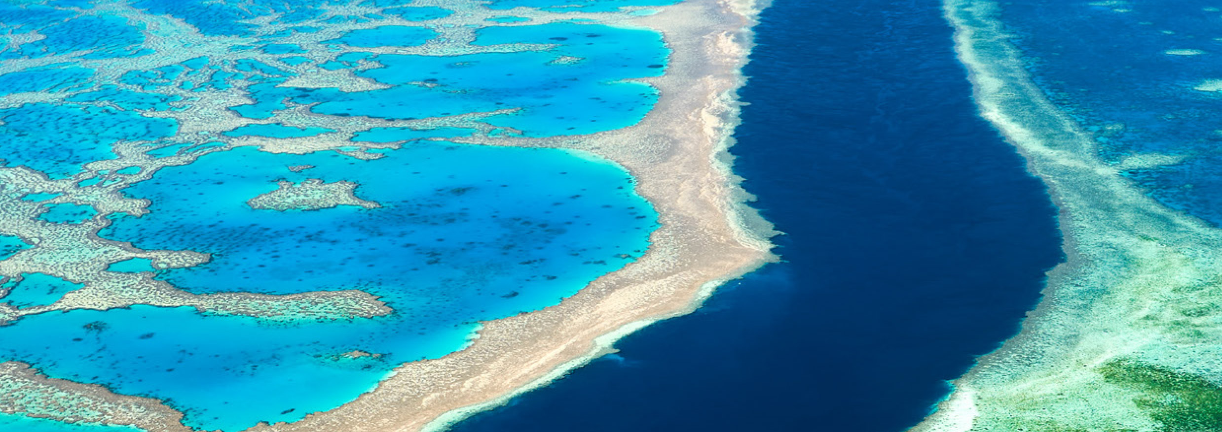 Rare Great Barrier Reef Conservation Journey - Cruise Connections